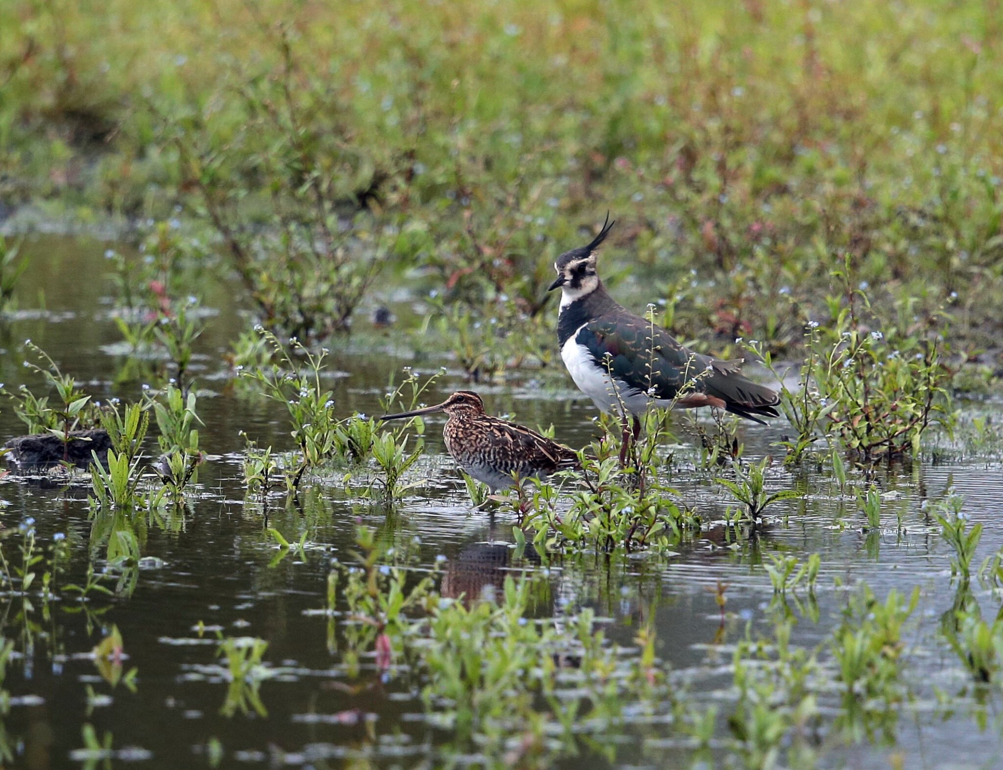 Pennington Flash | Be Well