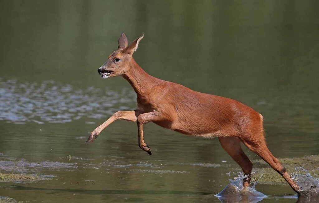 Pennington Flash | Be Well